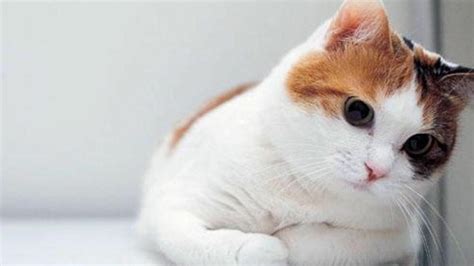Cute Cat Desktop Wallpapers Top Free Cute Cat Desktop Backgrounds