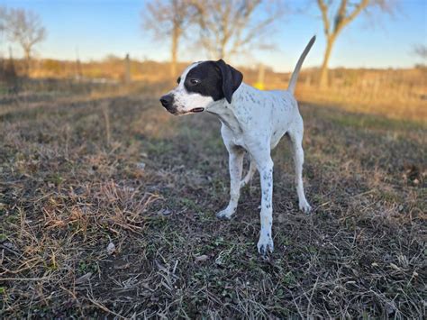 Female Pointer