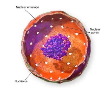 Nucleus Definition Structure And Functions Biology Educare
