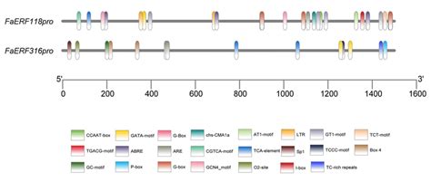 Cis Acting Regulatory Elements In The Faerf118 And Faerf316 Promoters Download Scientific Diagram