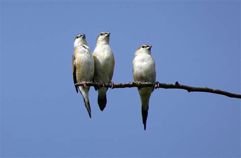 Silverbill Pixabay Pixabay