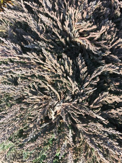 Juniperus Horizontalis Pancake Xera Plants