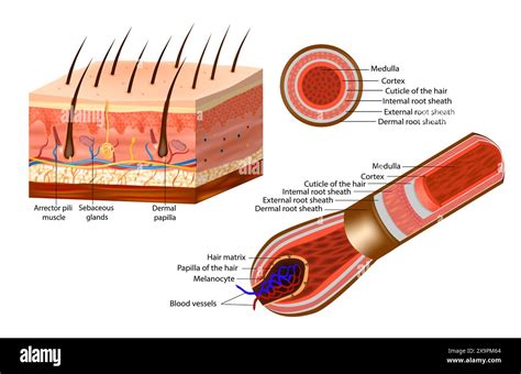 Arrector Pili Muscle Diagram