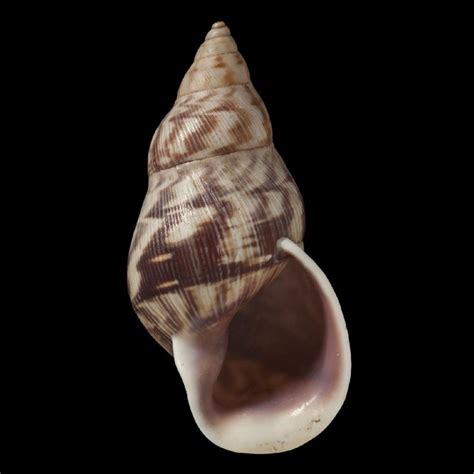 Drymaeus Expansus L Pfeiffer 1848 Conquiliologistas Do Brasil