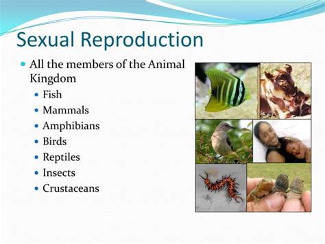 Reproductive Strategies Bd