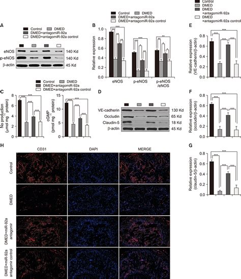 Inhibition Of Microrna 92a Improved Erectile Dysfunction In Streptozotocin Induced Diabetic Rats