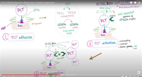 Agents Affecting Coagulation And Platelet Function Flashcards Quizlet