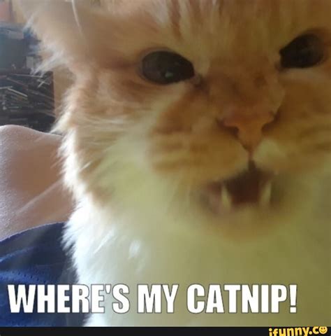 Lolcat Not Funny