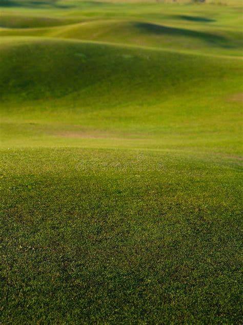 Grass Background Green Golf Course Stock Image Image Of Green Mown
