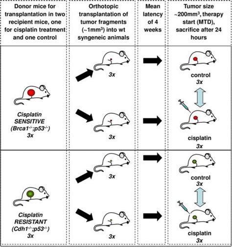 Experimental Setup For The High Throughput Proteomics Experiment Using