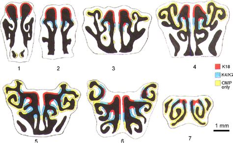 Schematic Diagrams Demonstrating Patterns Of Odorant Receptor Gene Download Scientific Diagram