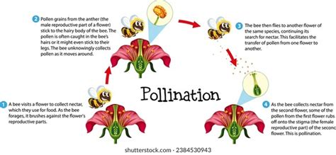 Learn About Flower Pollination Through Informative Stock Vector Royalty Free