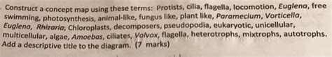 Solved Construct A Concept Map Using These Terms Protists
