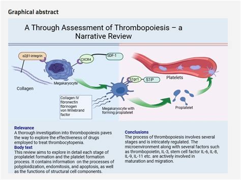 A Modern Overview Of The Process Of Platelet Formation