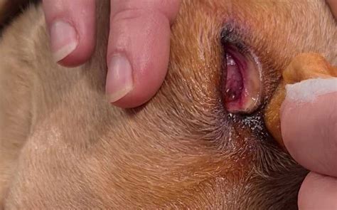 Referring Vets Eye Right Referrals