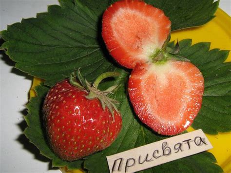 Самые лучшие сорта клубники с фотографиями и описанием
