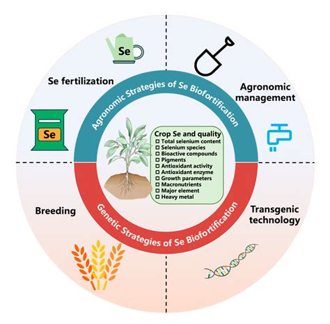 Agronomic And Genetic Strategies To Enhance Selenium Accumulation In