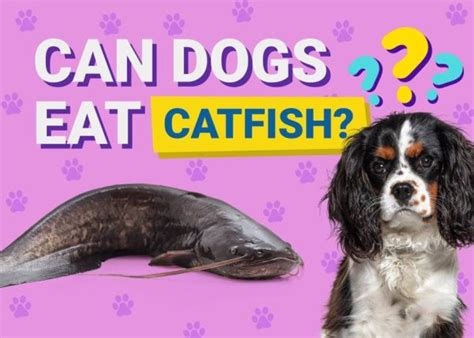 My Dog Ate Sand Should I Be Worried Our Vet Explains Dogster