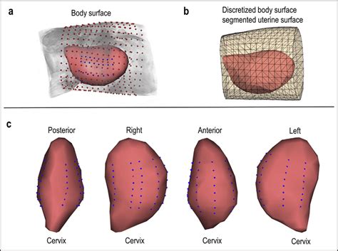 Body Uterus Geometry A Sheep Body Uterus Geometry With Unipolar
