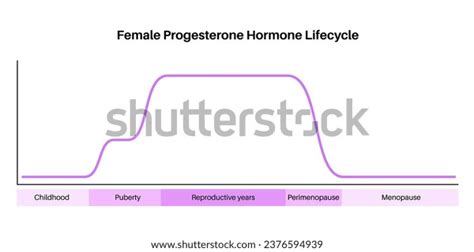 Female Hormones Lifestyle Graph Progesterone Diagram Stock Vector Royalty Free 2376594939