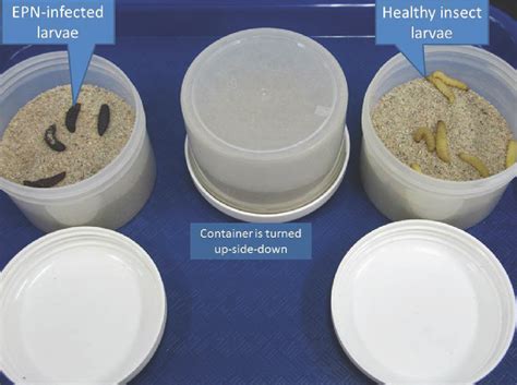 Soil Sampling And Isolation Of Entomopathogenic Nematodes Steinernematidae Heterorhabditidae