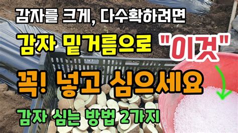 감자심는시기 감자밑거름으로 이것 꼭넣고 감자심으세요 감자다수확 및 큰감자 수확가능합니다 감자심는방법2가지 감자칼슘비료주는이유