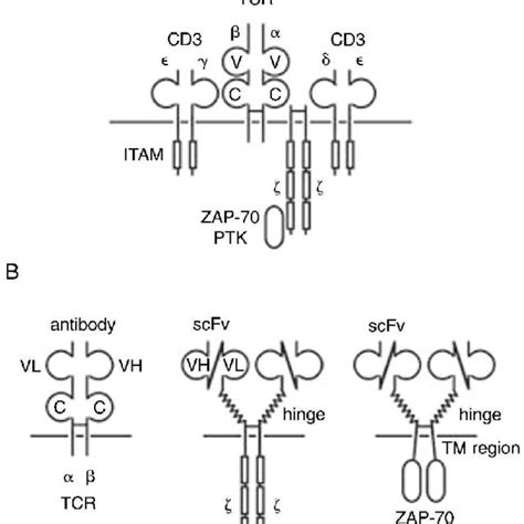Schematic Representation Of The TCR Complex And Of Prototypic Chimeric Download Scientific