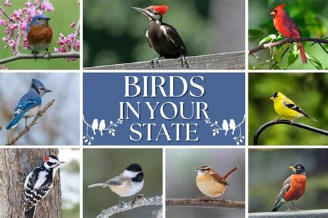 Common Birds In The Us For Each State Bird Feeder Hub