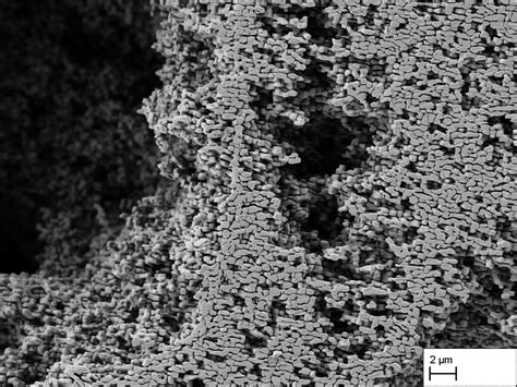 A D Show The Membrane Surfaces At Interdendritic Regions After 140 H Download Scientific