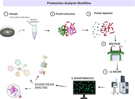 Proteomic Analysis Of Sclerotinia Sclerotiorum Workflow 1 Mycelia