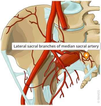 Lateral Sacral Branches Of Median Sacral Artery E Anatomy Imaios