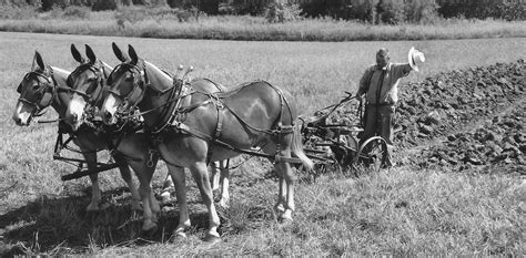 The Mule Part 1 Small Farmers Journalsmall Farmers Journal