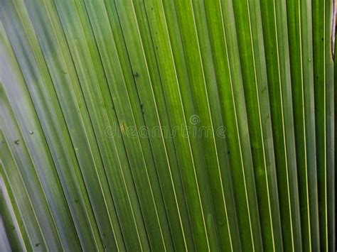 Close Up Of An Exotic Green Leaf Stock Image Image Of Backgrounds