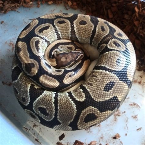 Fire Ball Python By Echo Reptiles Morphmarket