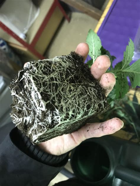 Babe Root Bound Porn For Everyone R Microgrowery