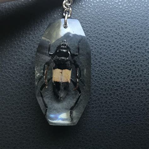 Can Anyone Identify This Beetle R Beetles
