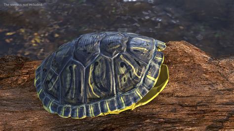 3d Red Eared Turtle Shell Model Turbosquid 2147301