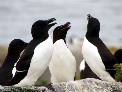 Razorbill Ocean Treasures Memorial Library