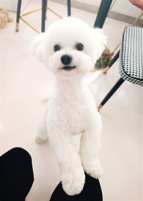 비숑프리제 코코 강아지 책임분양 ♥분양완료 강아지무료분양 고양이무료분양 유기견입양 아이조아요양보호소