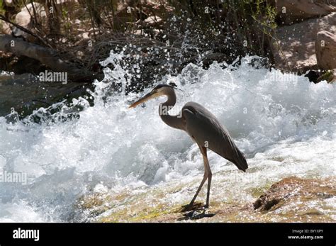 A Great Blue Heron Scientific Name Ardea Herodias Fishes In The Virgin
