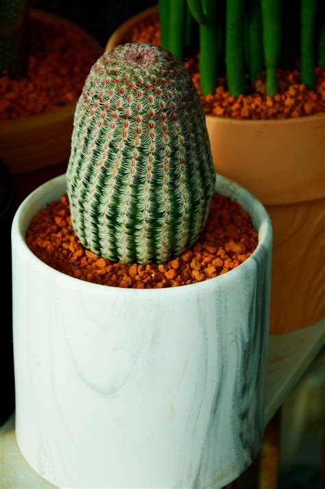 Tanaman Sukulen Menghargai Foto Gratis Di Pixabay Pixabay