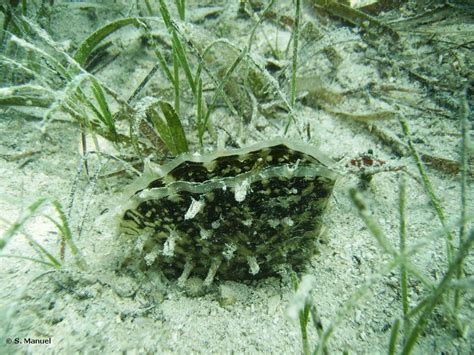 Seagrass Beds — The Department Of Environment And Natural Resources