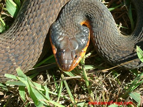 Water Moccasin Head Shape