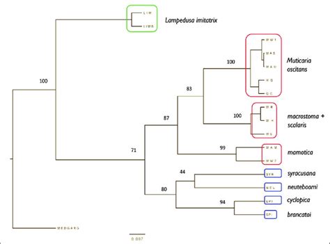 phylogenetic reconstruction by bayesian inference obtained by combined