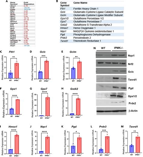 Inositol Polyphosphate Multikinase Modulates Redox Signaling Through Nuclear Factor Erythroid 2