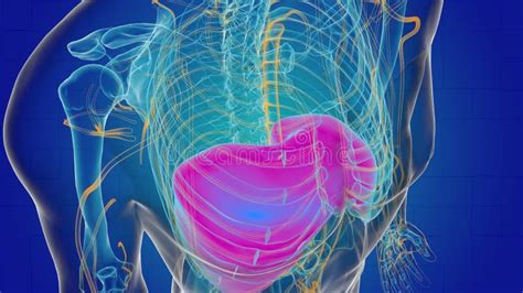 Human Diaphragm Anatomy For Medical Concept 3d Stock Illustration Illustration Of Physiology