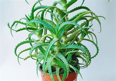 Топ 10 растений для чистого воздуха в доме блог интернет магазина АртФлора