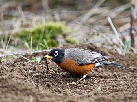 How Do Robins Find Worms So Easily Birdful