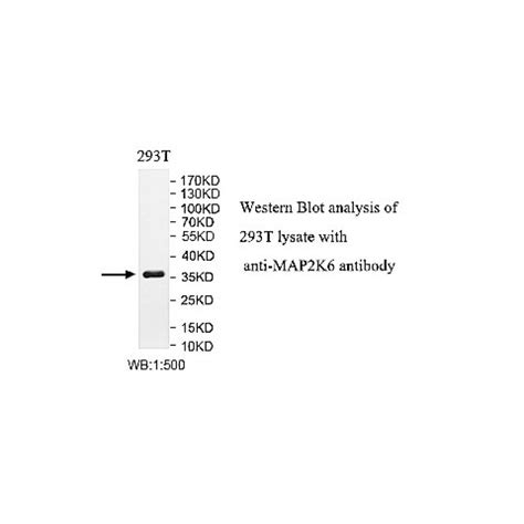 Map2k6 Antibody Supplier Cas Aobious