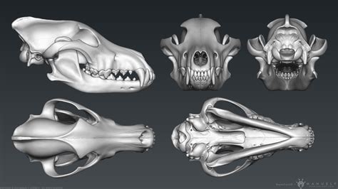 Wolf Skull Top Wolf Skull Wolves And Skulls On Pinterest